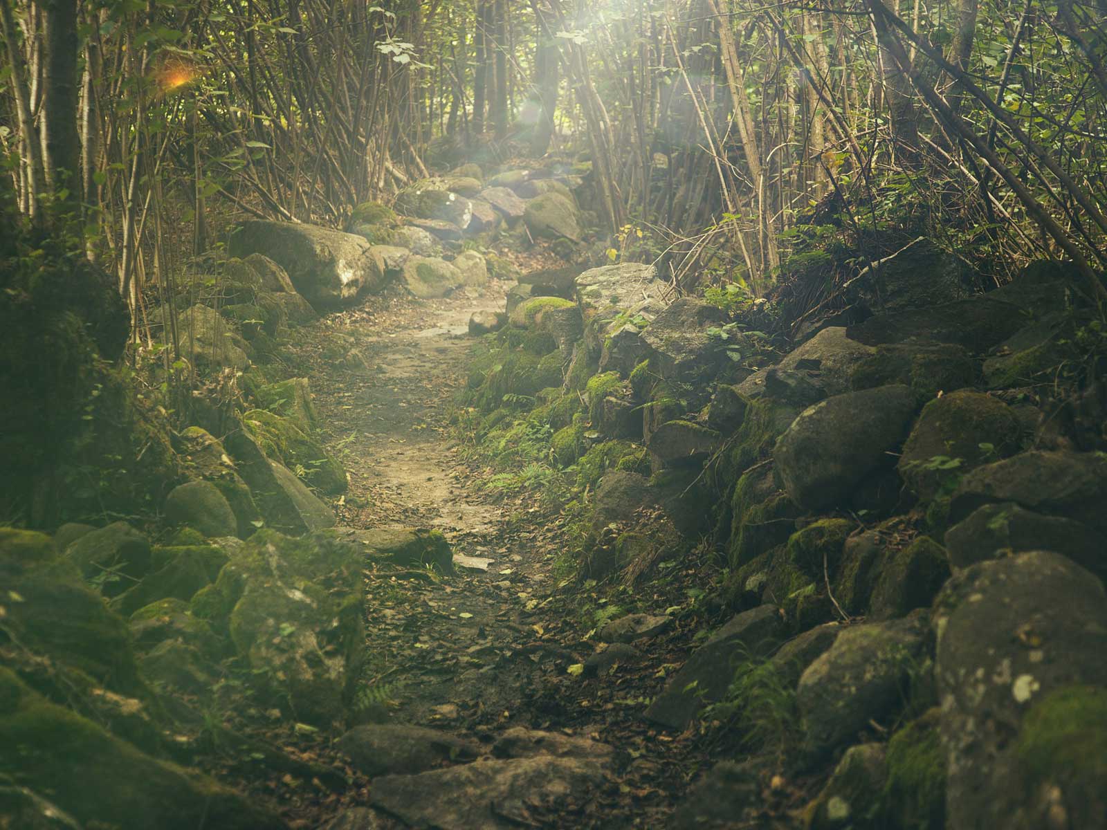 Forest Backdrops for Stage and Film